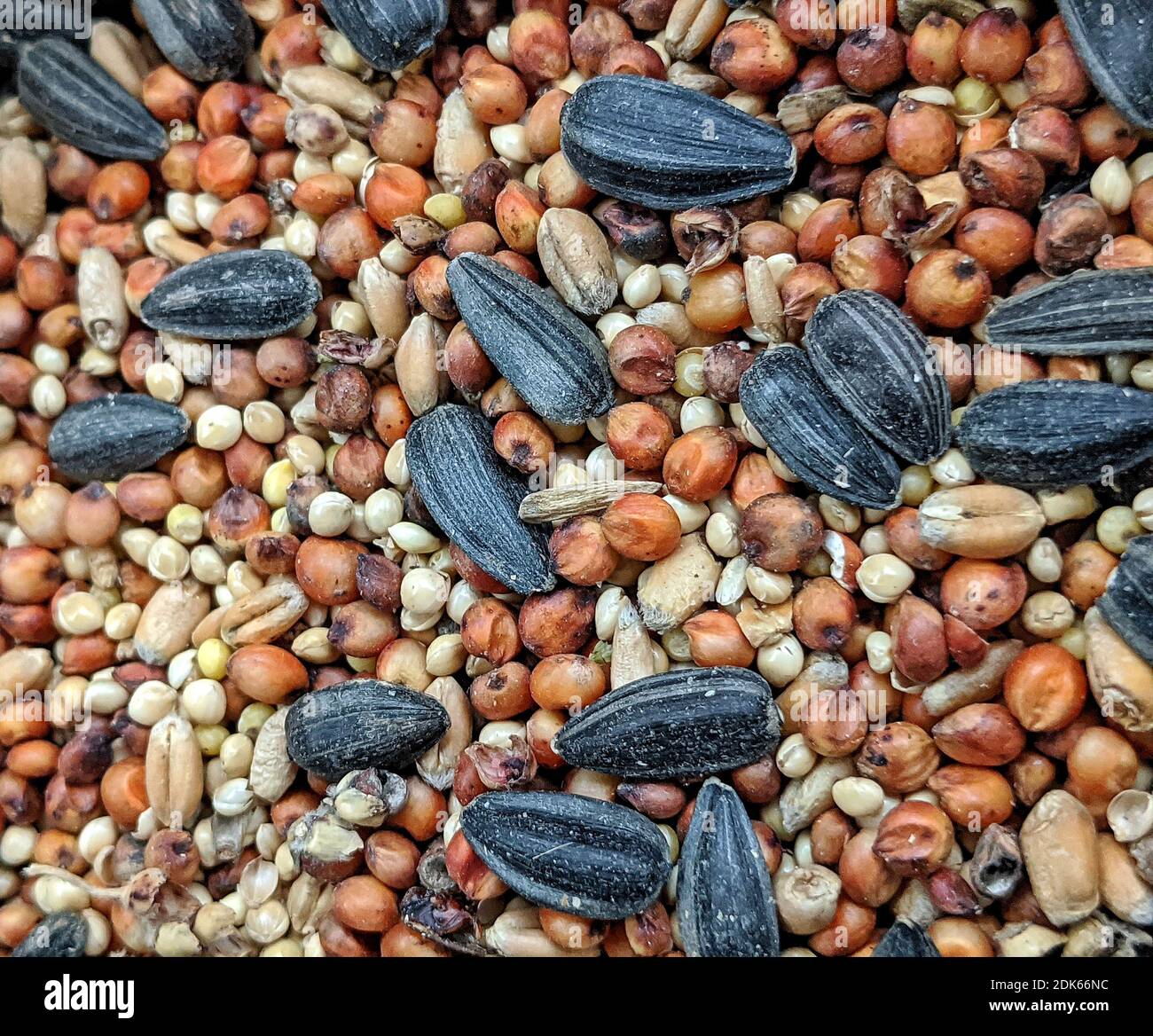 Mixed seed feeder hi-res stock photography and images - Alamy