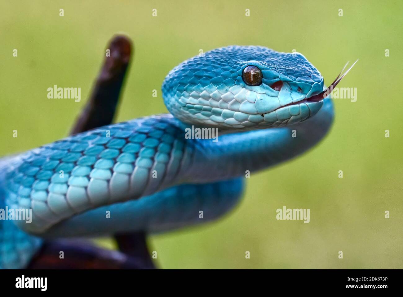 Blue Pit Viper Snake High Resolution Stock Photography and Images - Alamy