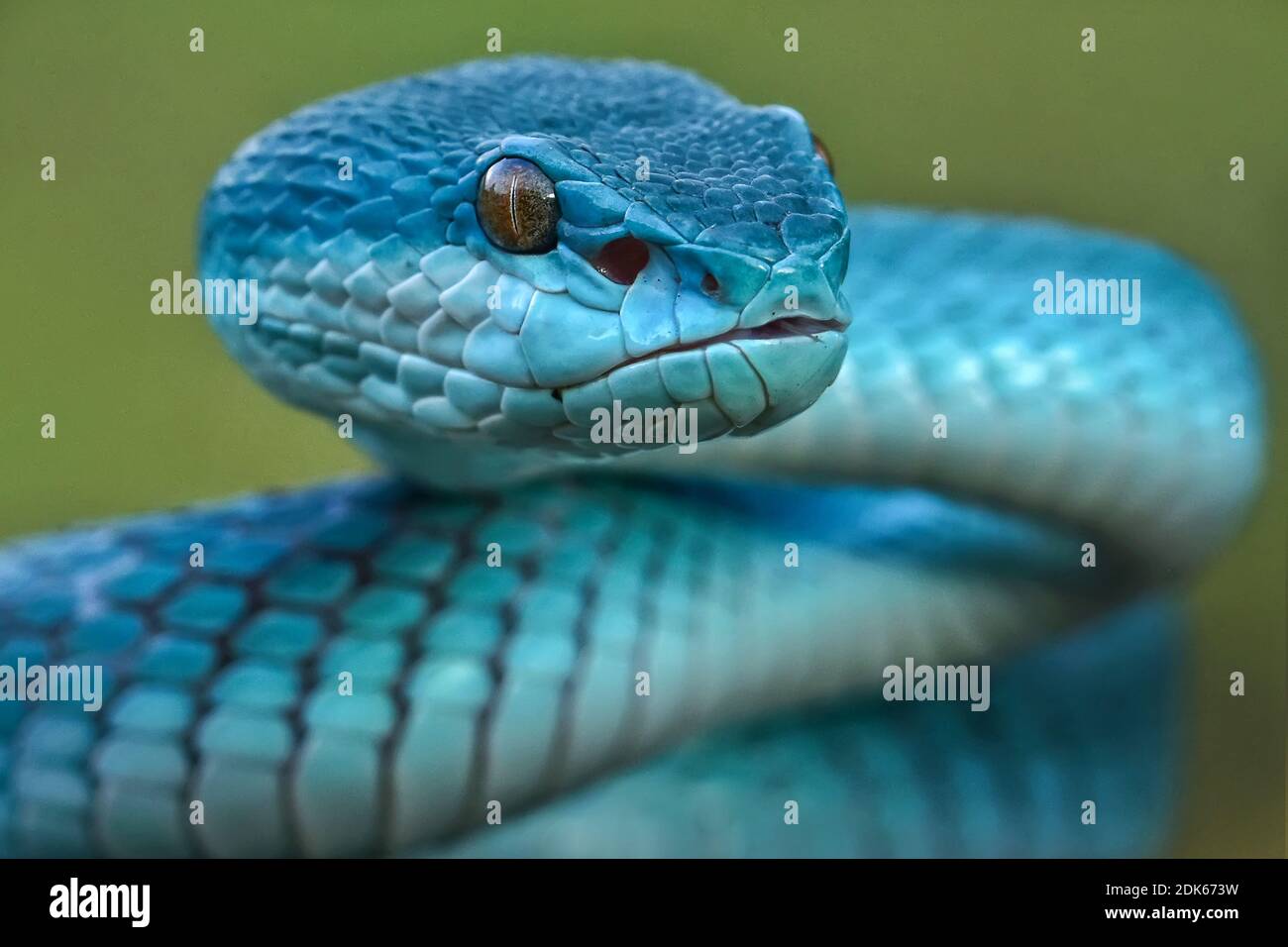 Blue Pit Viper High Resolution Stock Photography and Images - Alamy