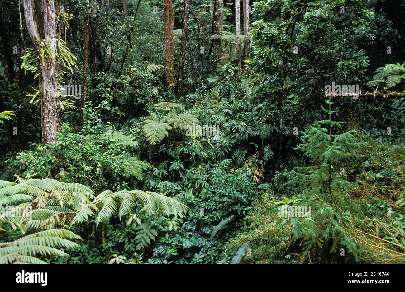 Tropical Forest with Luxuriant Vegetation, Hawaii Stock Photo - Alamy