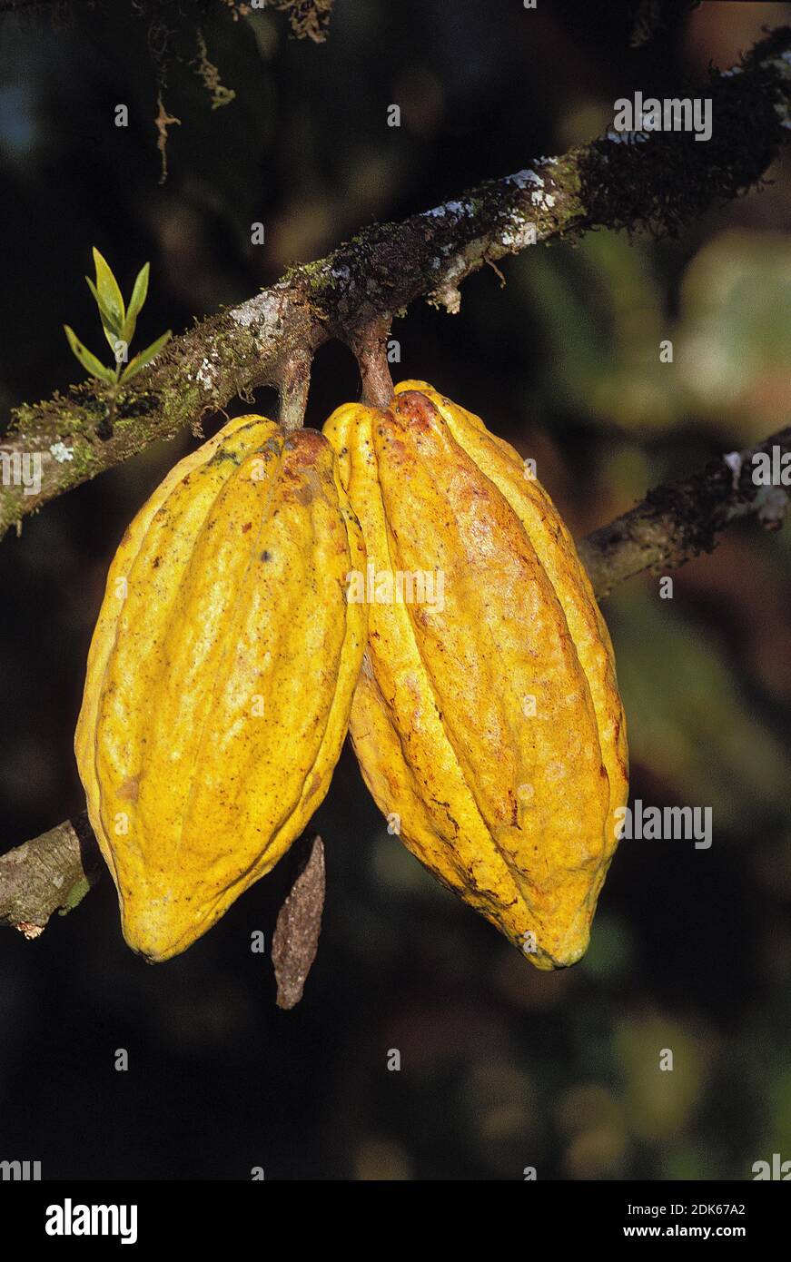 Cacao Tree, theobroma cacao, Branch with Cocoa Fruit, Mexico Stock ...