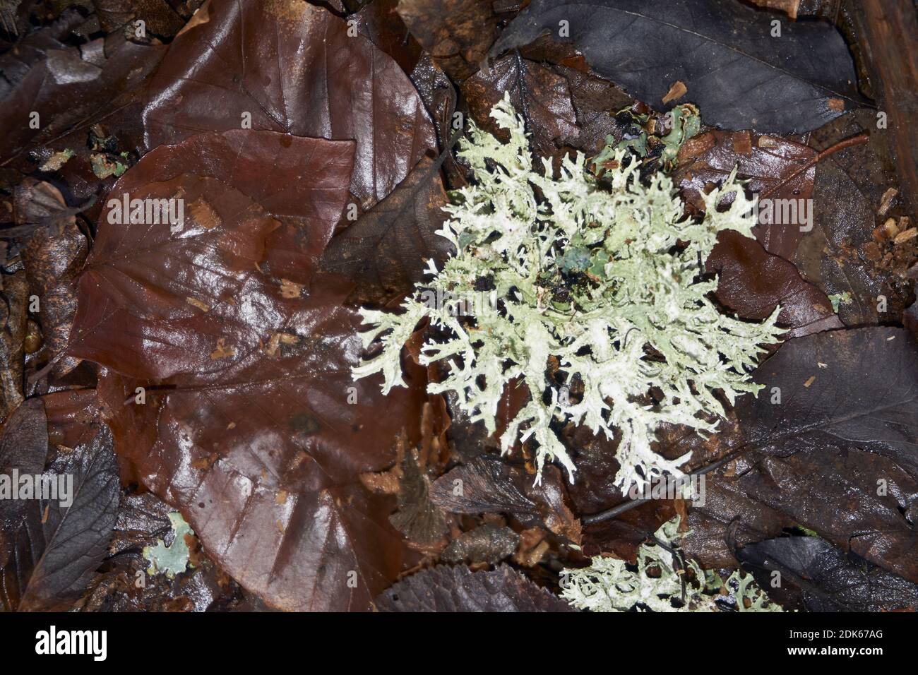 Rough speckled shield lichen Punctelia rudecta with blue-green foliose ...