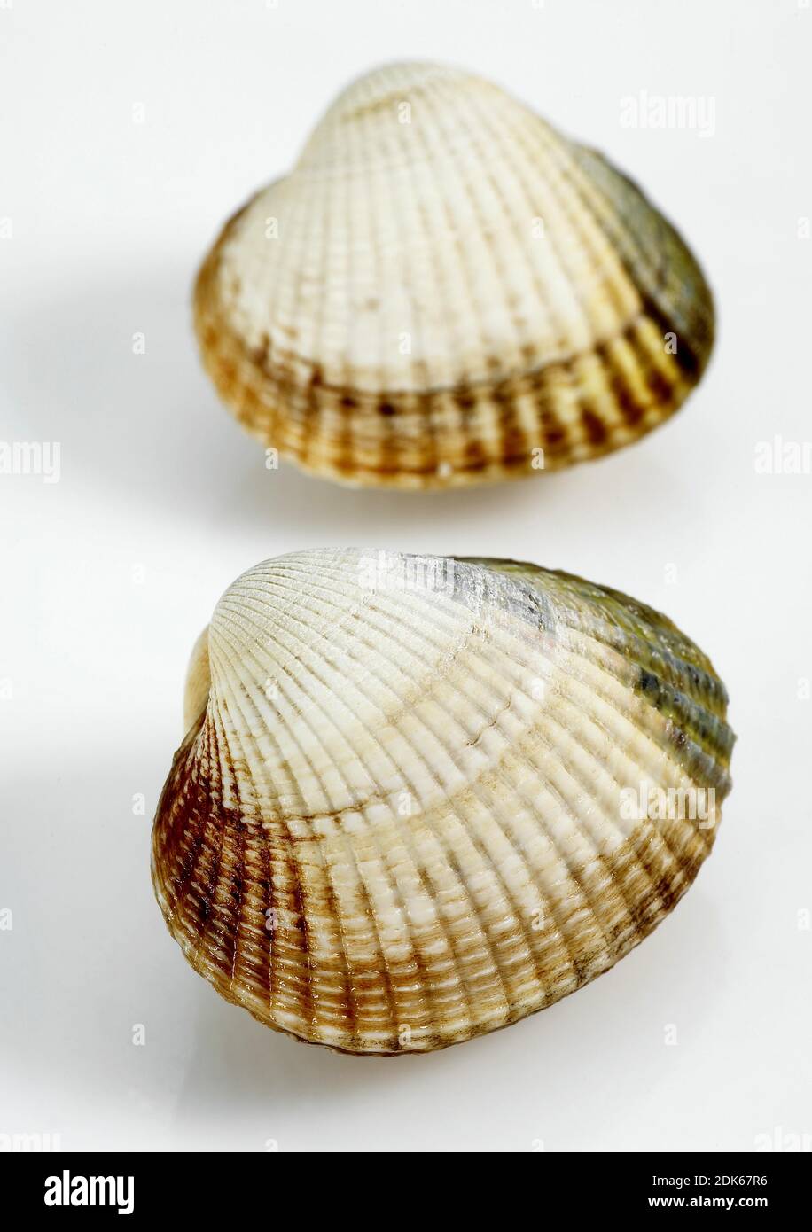Common Cockle, cerastoderma edule against White Background Stock Photo ...