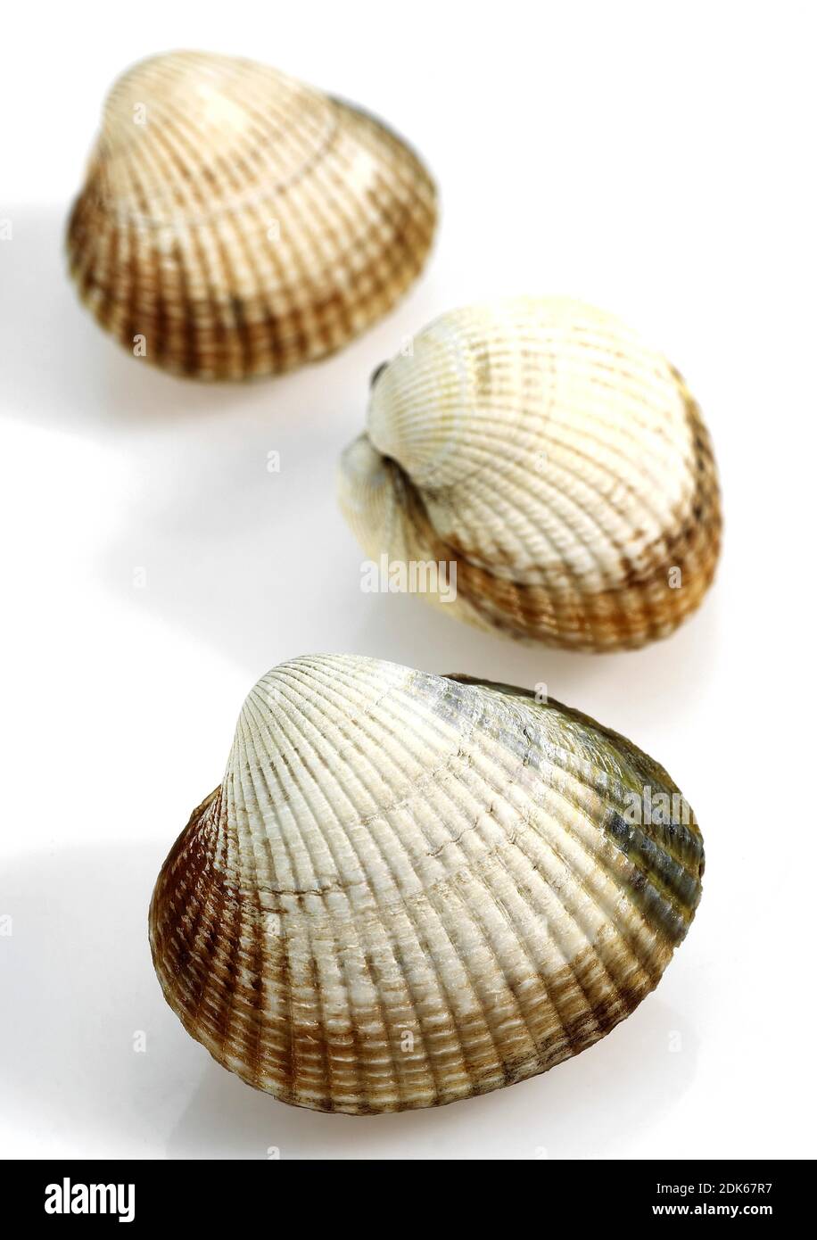 Common Cockle, cerastoderma edule against White Background Stock Photo ...