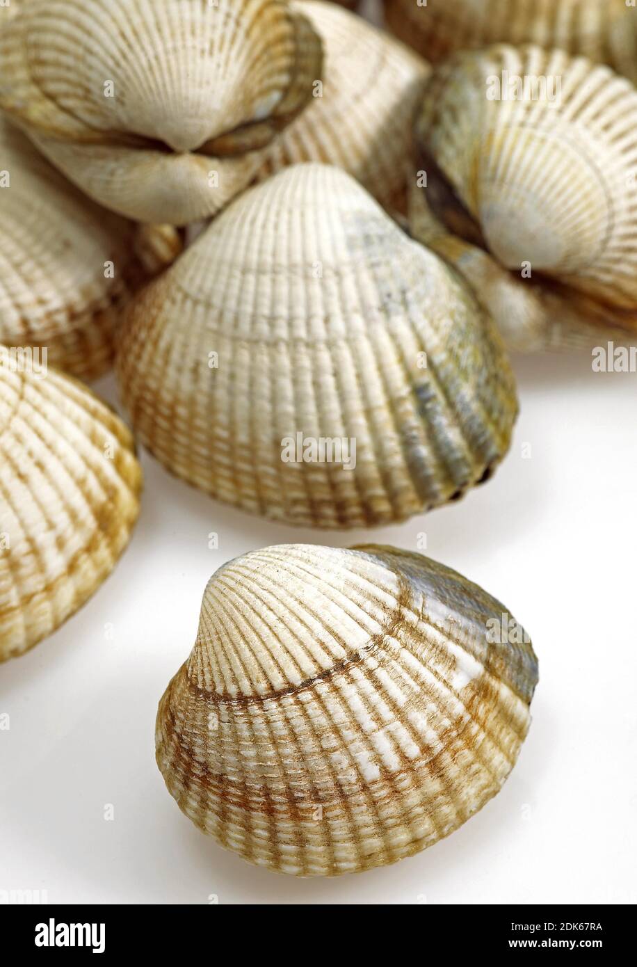 Common Cockle, cerastoderma edule against White Background Stock Photo ...