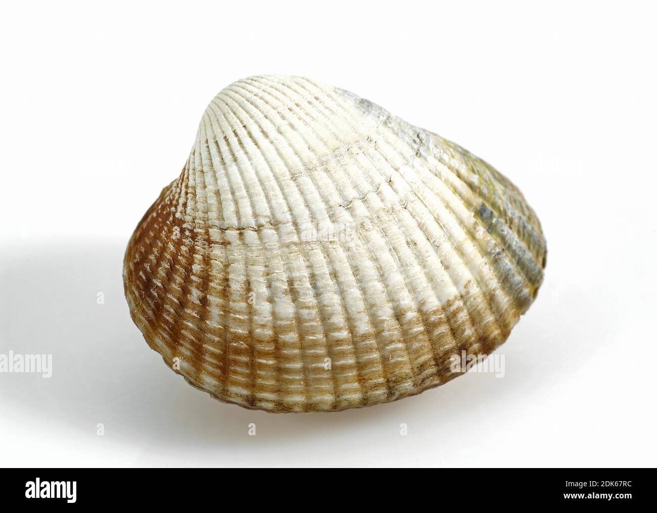 Common Cockle, cerastoderma edule against White Background Stock Photo ...