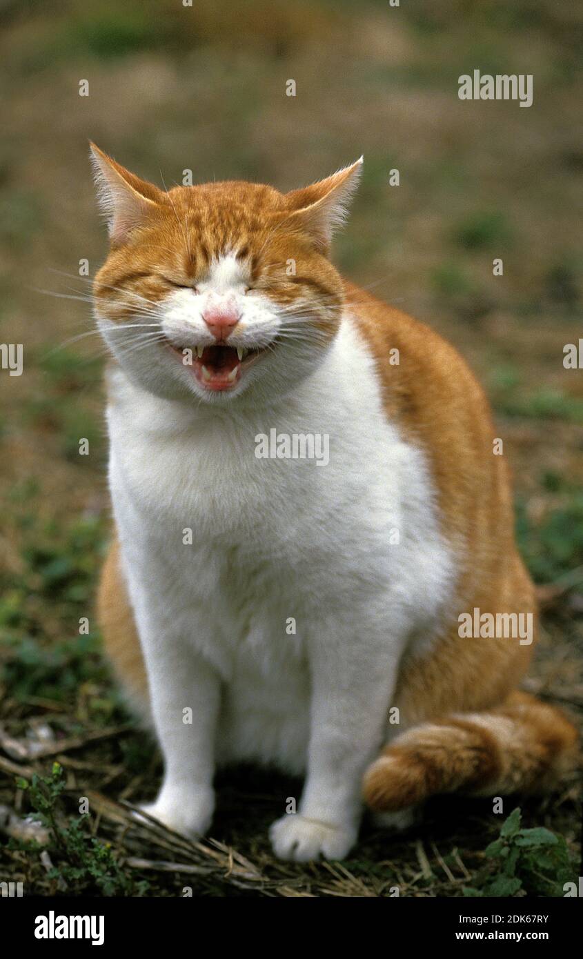 Domestic Cat Miaowing Stock Photo - Alamy