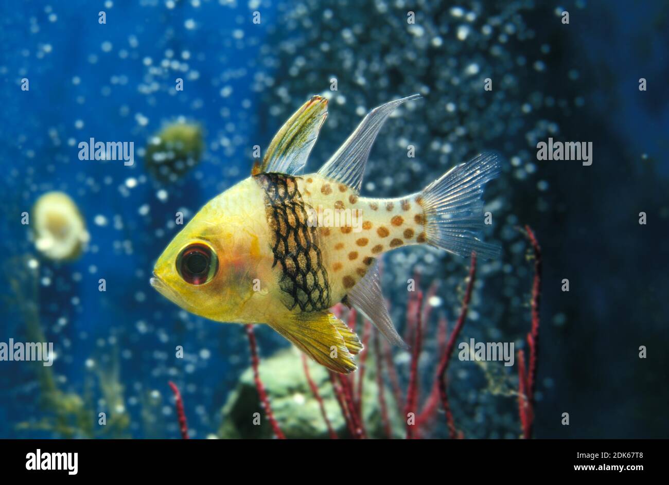 Fish in Salt Water Aquarium Stock Photo - Alamy