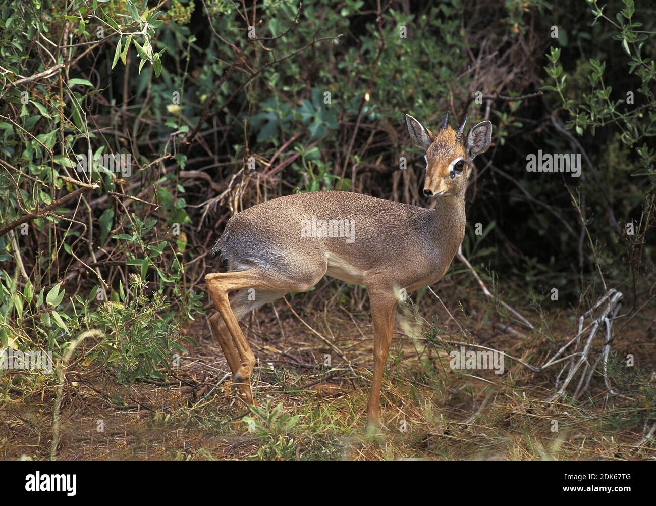 Kirk's Dik Dik, madoqua kirkii, Samburu Park in Kenya Stock Photo - Alamy