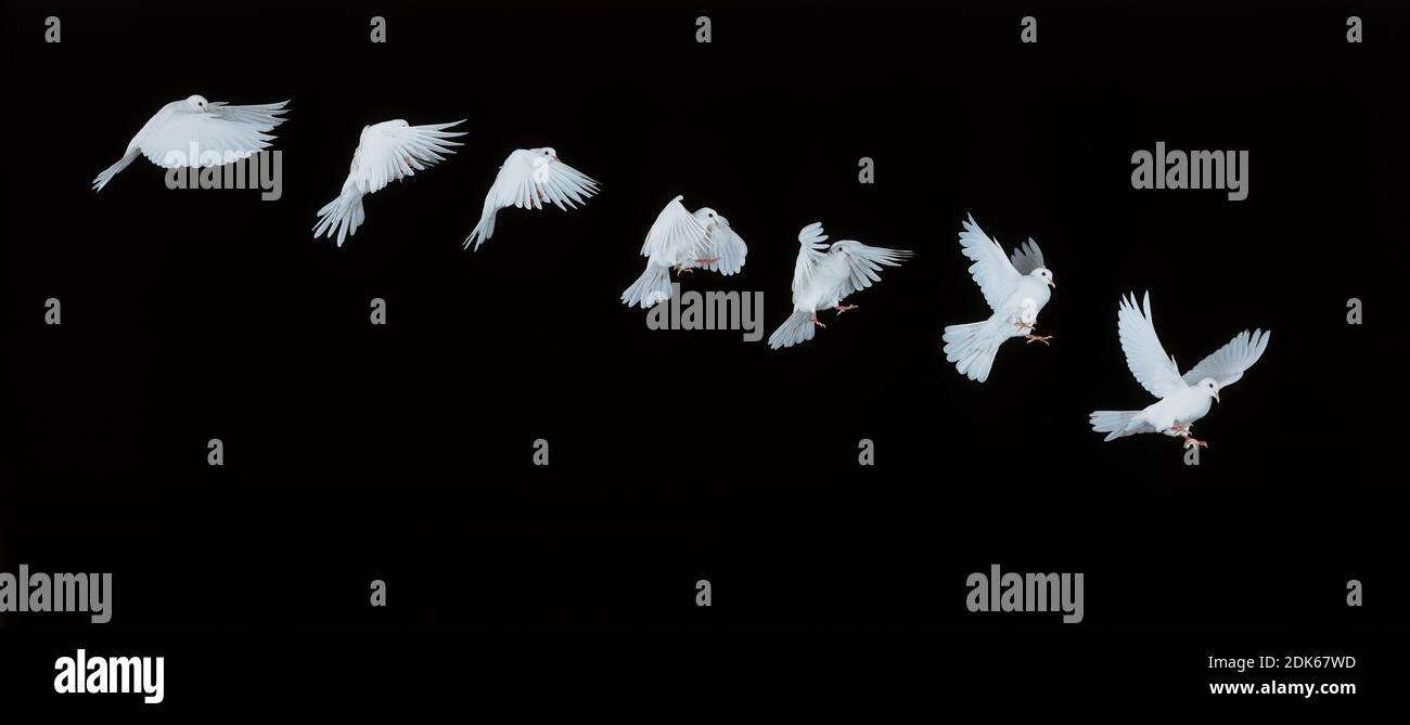 White Dove, columba livia in Flight, Movement Sequence Stock Photo - Alamy