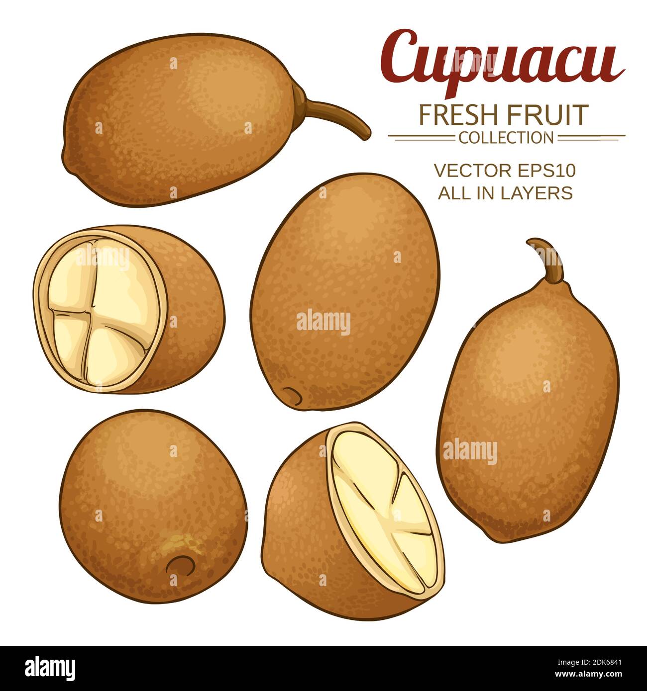 Cupuacu vector vectors hi-res stock photography and images - Alamy