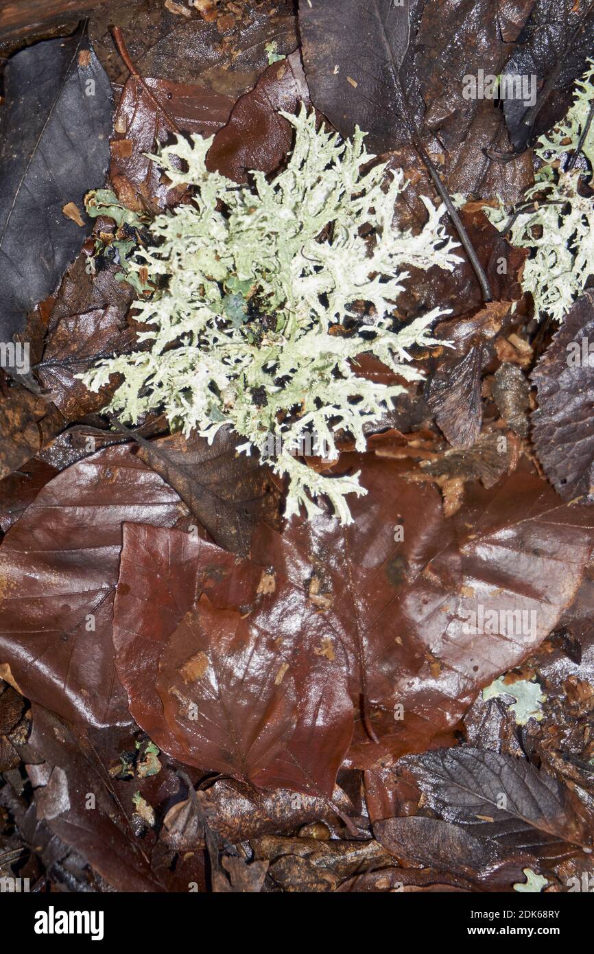 Rough speckled shield lichen Punctelia rudecta with blue-green foliose ...