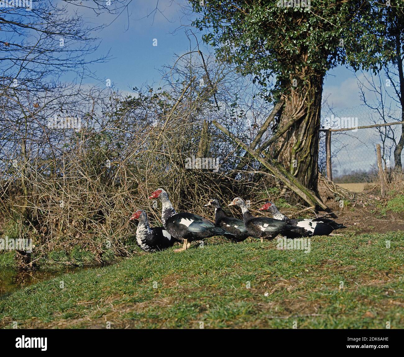 Muskovy Duck, cairina moschata in a Farm Stock Photo - Alamy