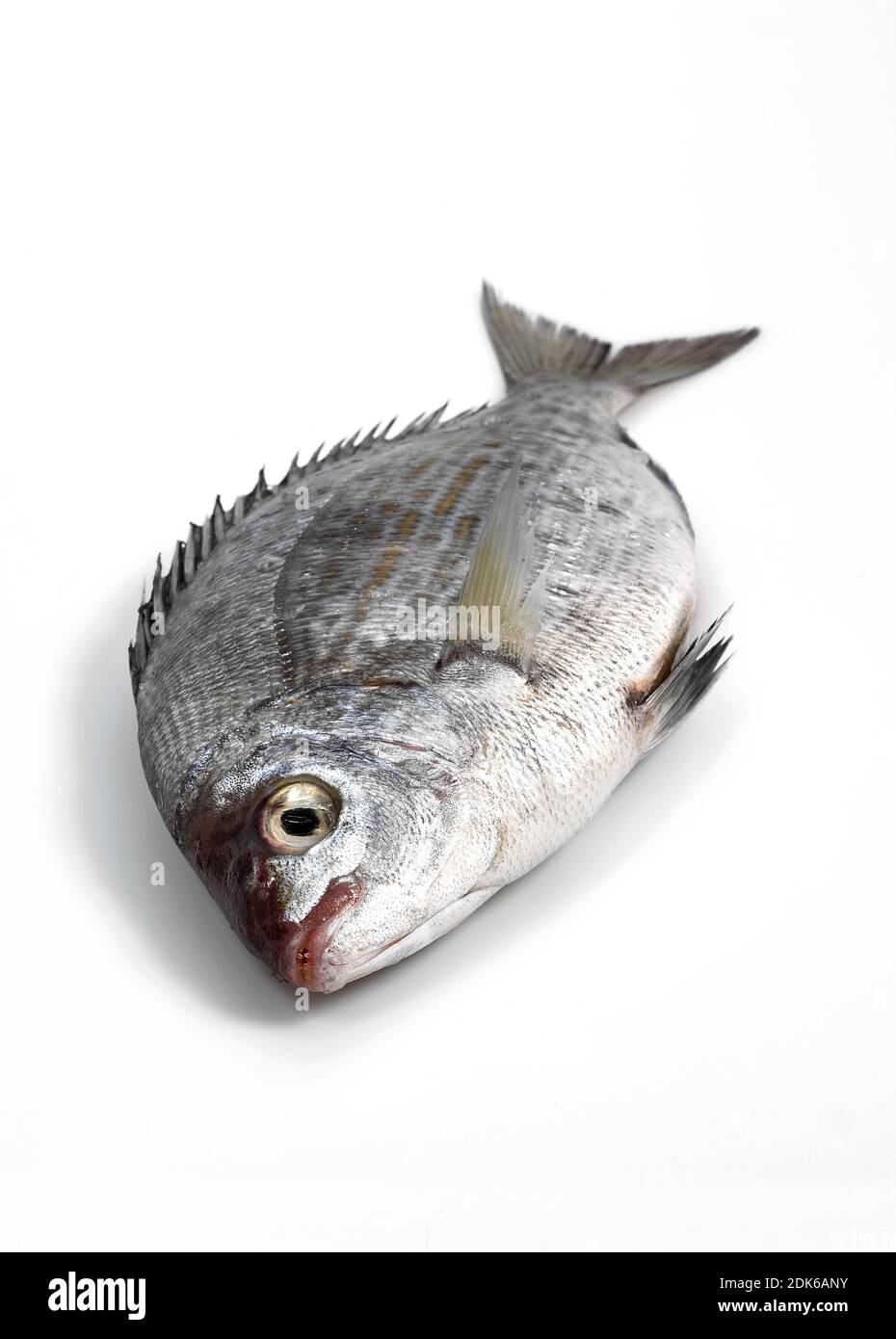 Grey Sea Bream, pondyliosoma cantharus, Fresh Fish against White ...