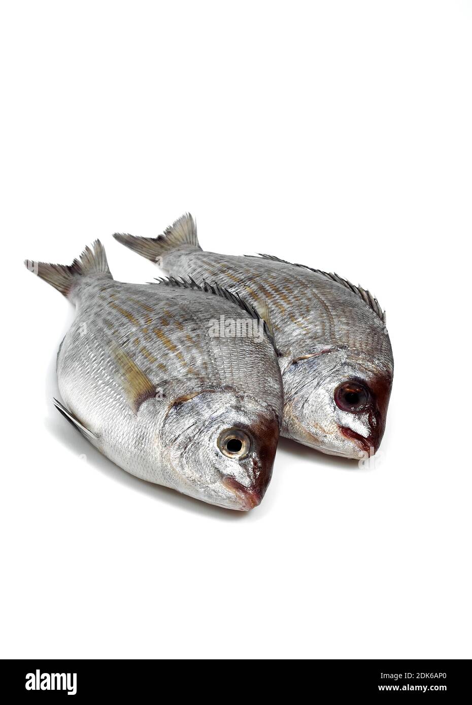 Grey Sea Bream, pondyliosoma cantharus, Fresh Fish against White ...