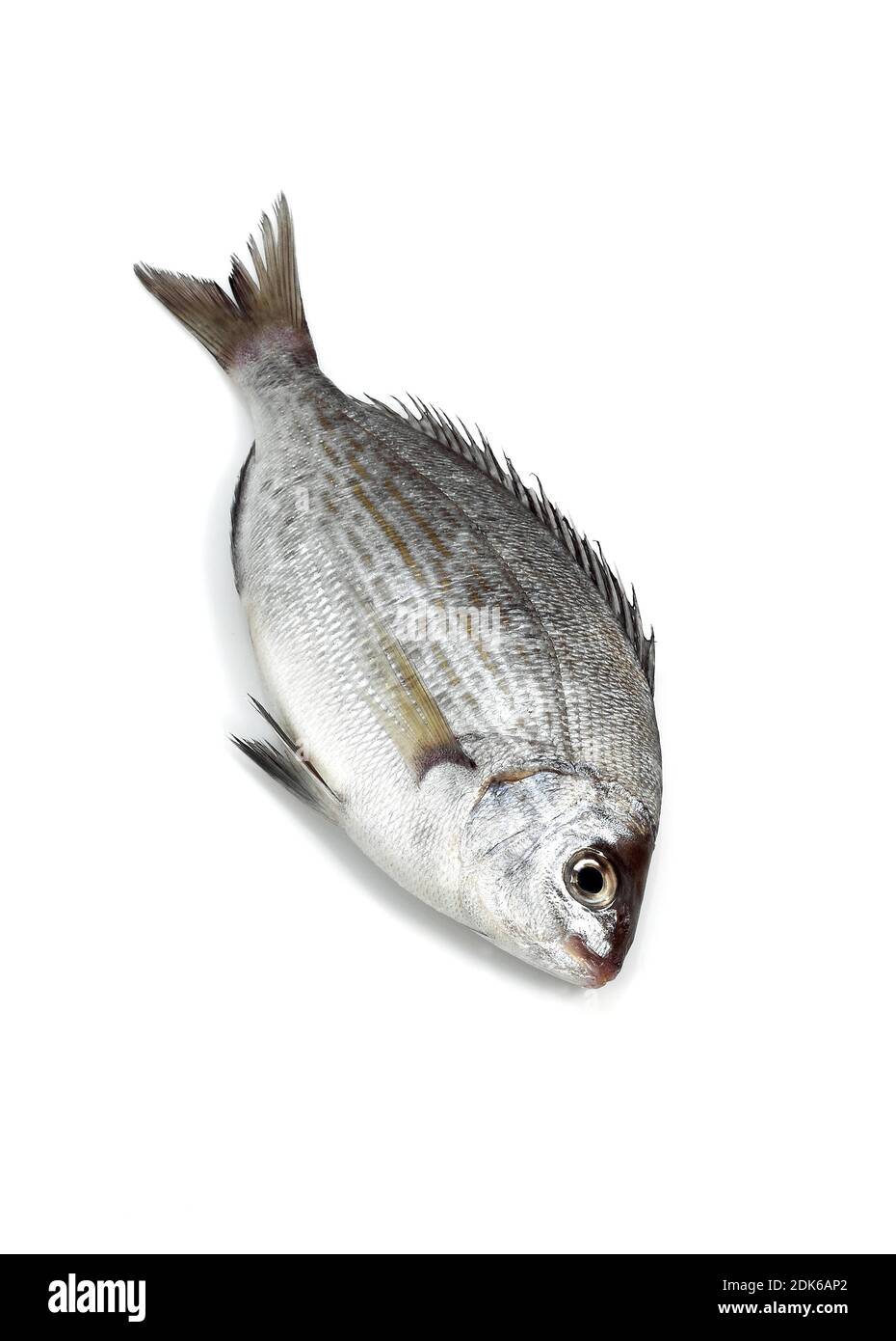 Grey Sea Bream, pondyliosoma cantharus, Fresh Fish against White ...