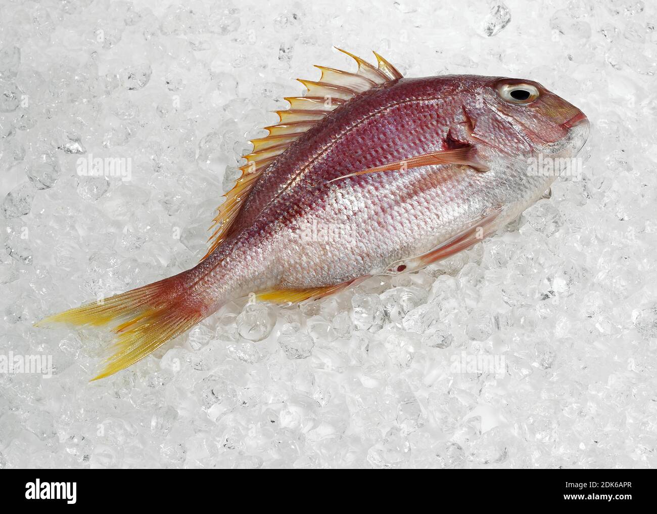 Red seam bream hi-res stock photography and images - Alamy