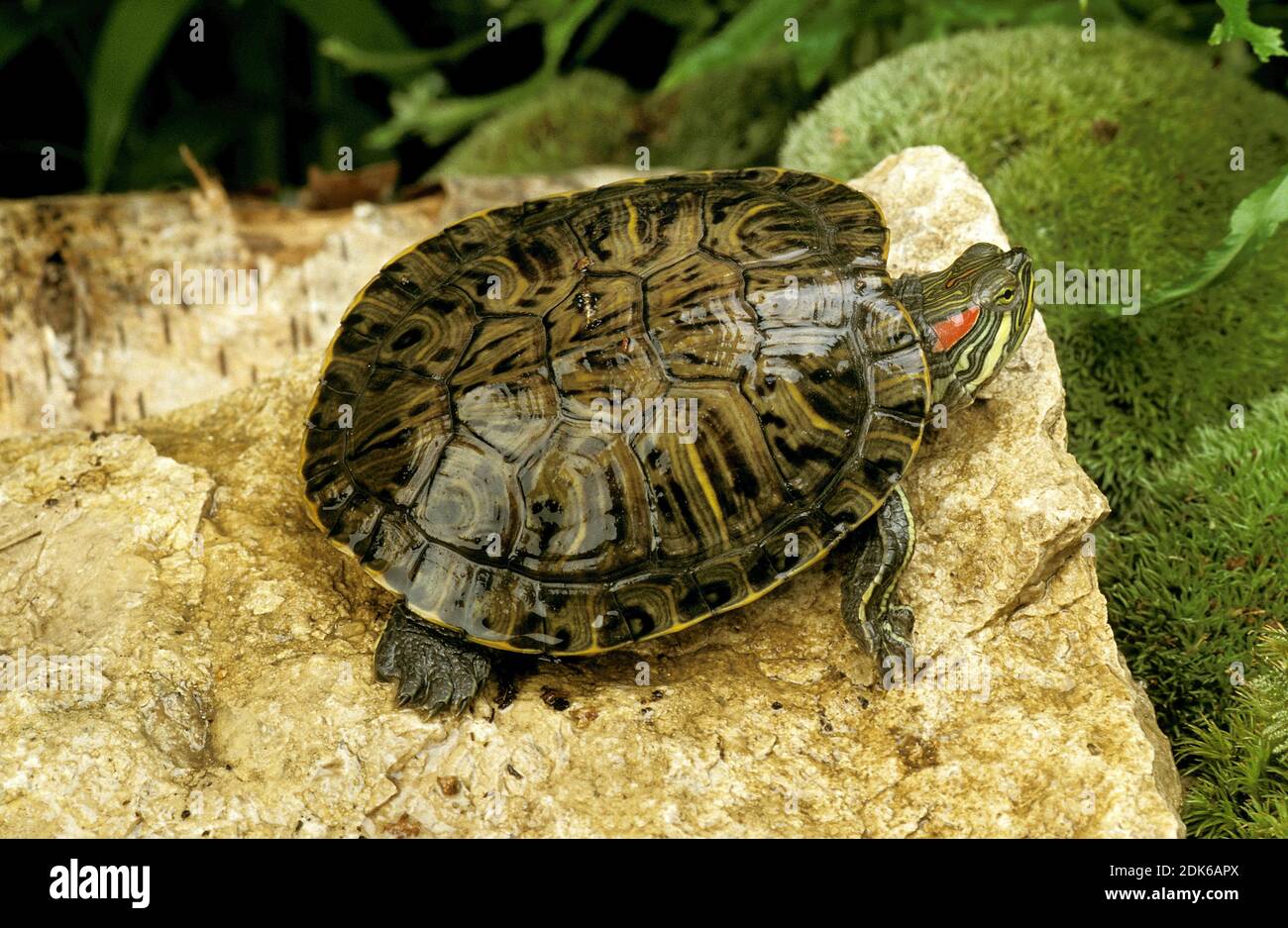 Red-Eared Terrapin, trachemys scripta elegans Stock Photo - Alamy