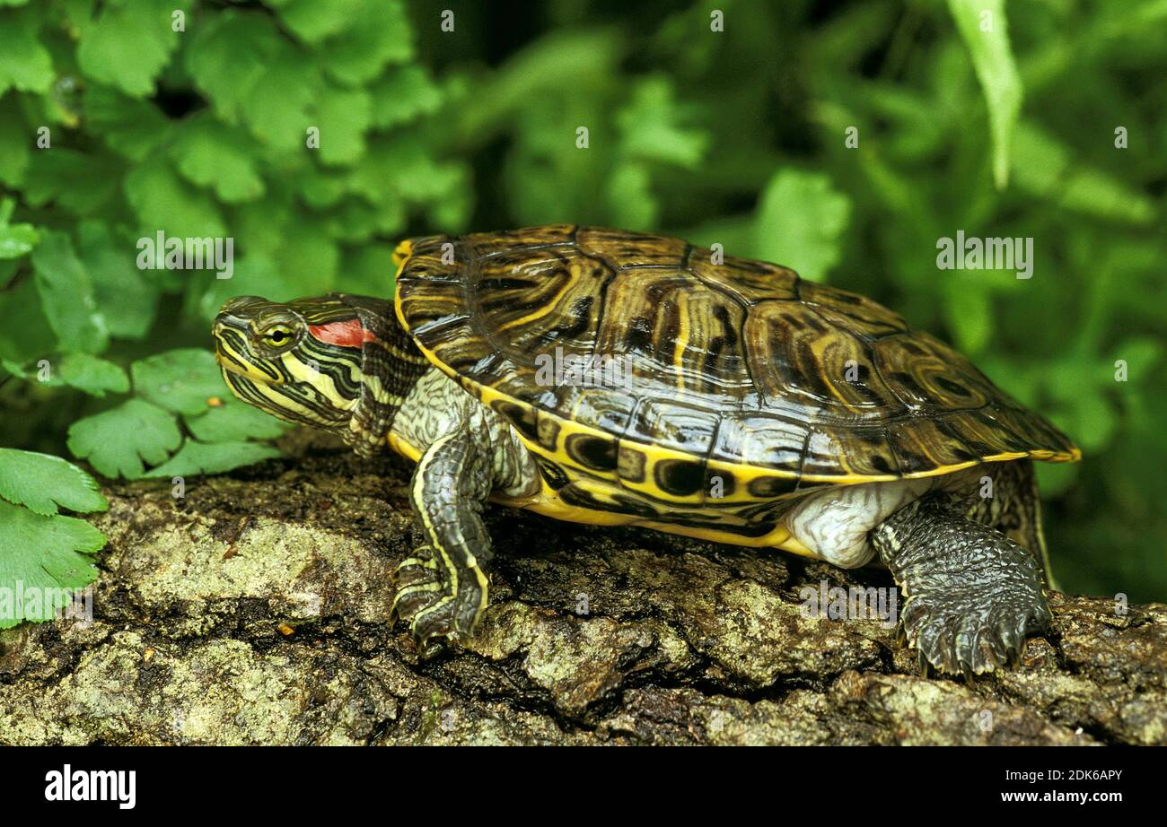 Red-Eared Terrapin, trachemys scripta elegans Stock Photo - Alamy