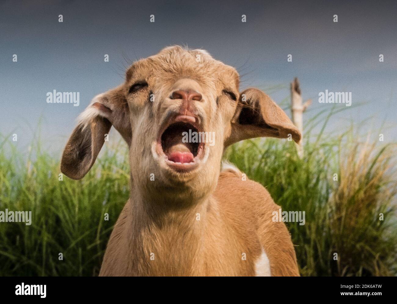 Crying and goat hi-res stock photography and images - Alamy