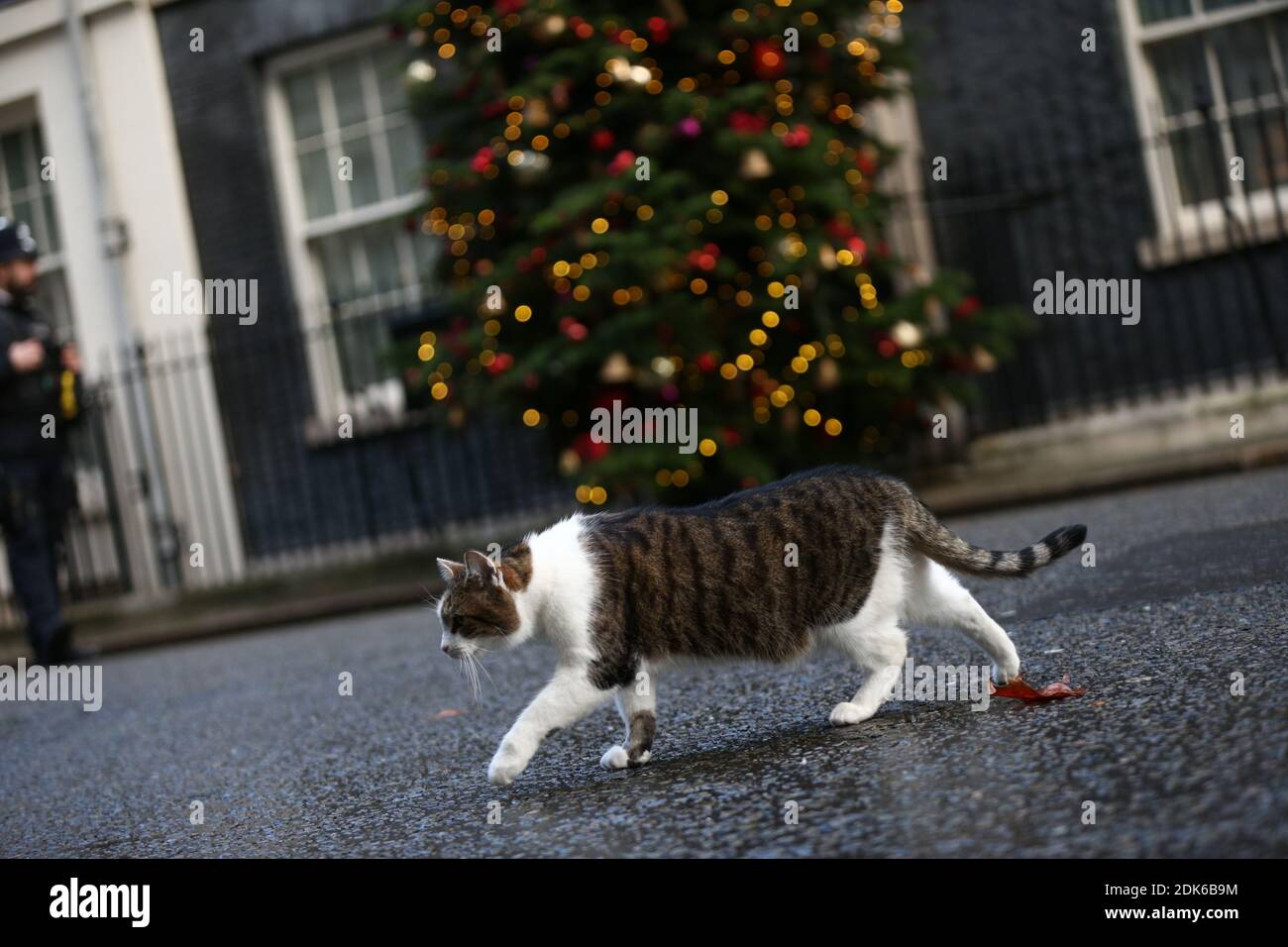 Larry the cat in Downing Street, London Stock Photo - Alamy