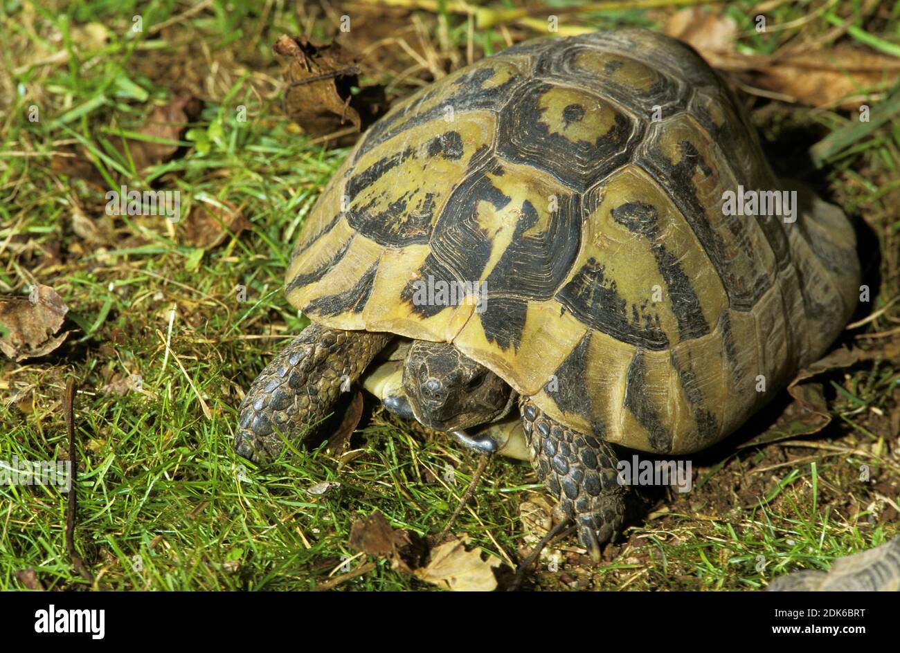 Hermann's Tortoise, testudo hermanni Stock Photo - Alamy