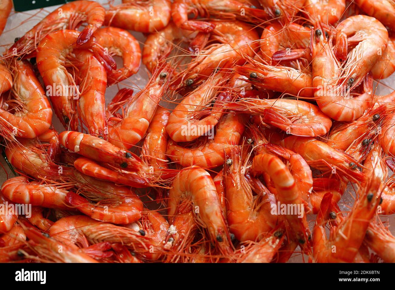 Fresh Prawns, palaemon serratus Stock Photo - Alamy