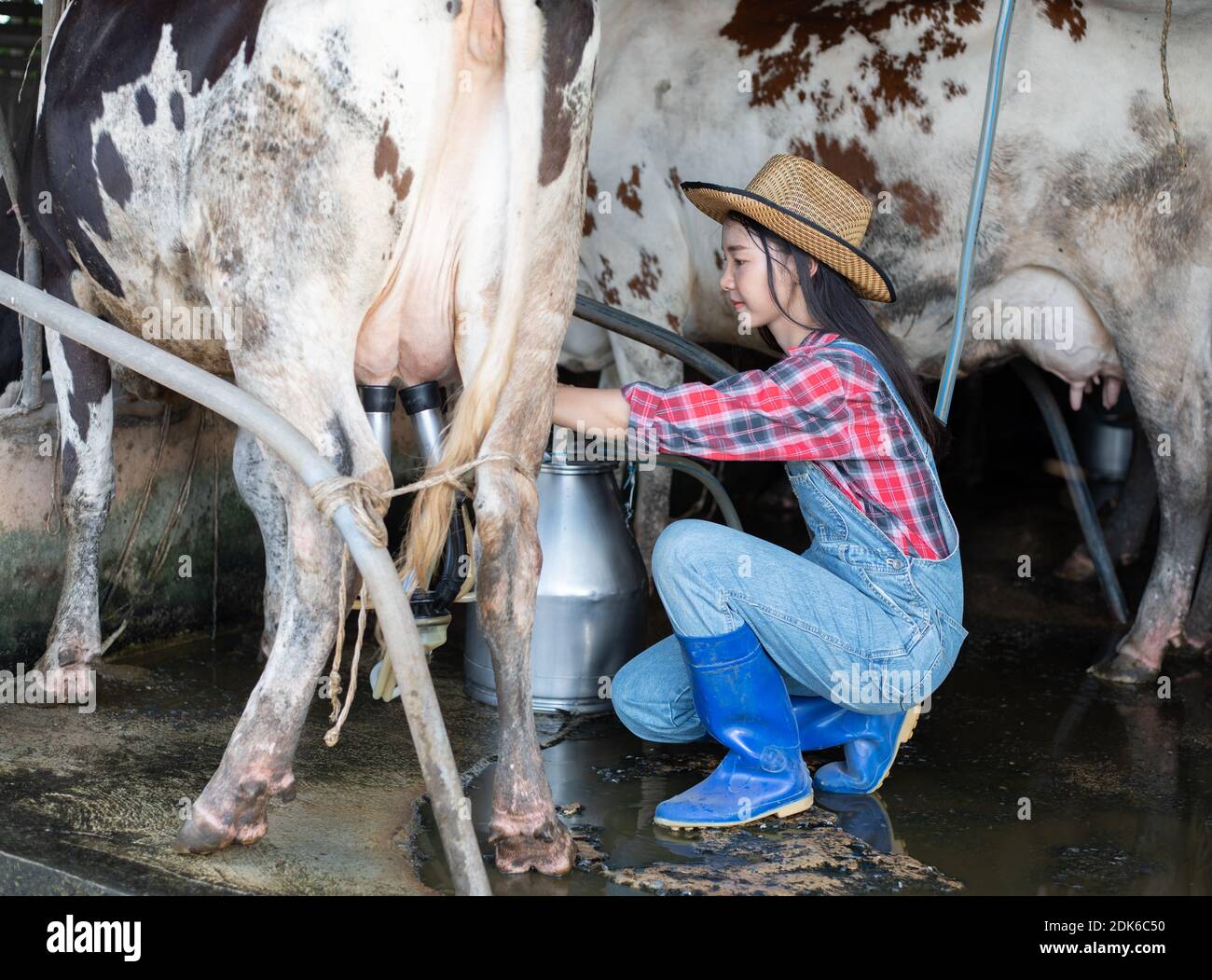 Woman milking cow machine hi-res stock photography and images - Alamy Woman milking cow machine hi-res stock photography and images - Alamy