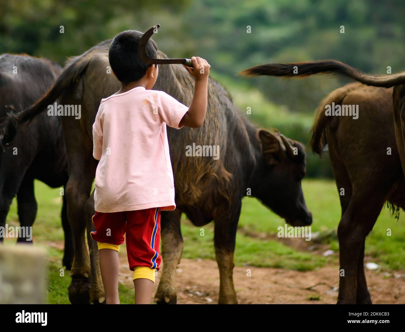 Asia boys water buffalo hi-res stock photography and images - Alamy