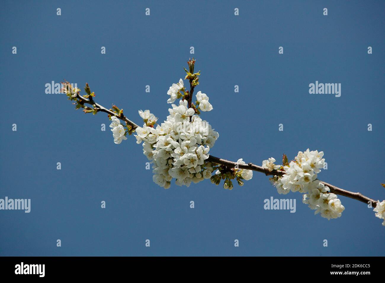 Blooming Cherry Tree, prunus sp Stock Photo - Alamy