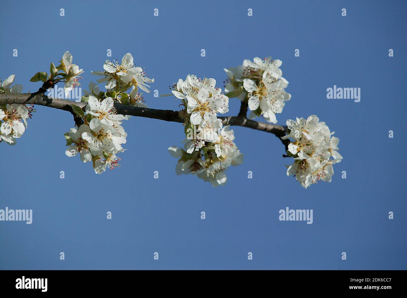 Blooming Cherry Tree, prunus sp Stock Photo - Alamy