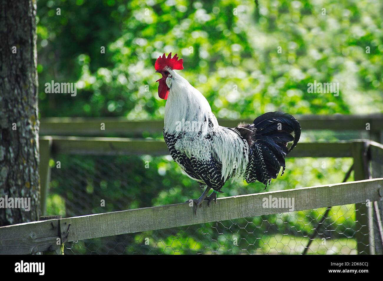 Domestic Chicken, Brakel or Braekel Rooster Crowing, a Belgian Breed ...