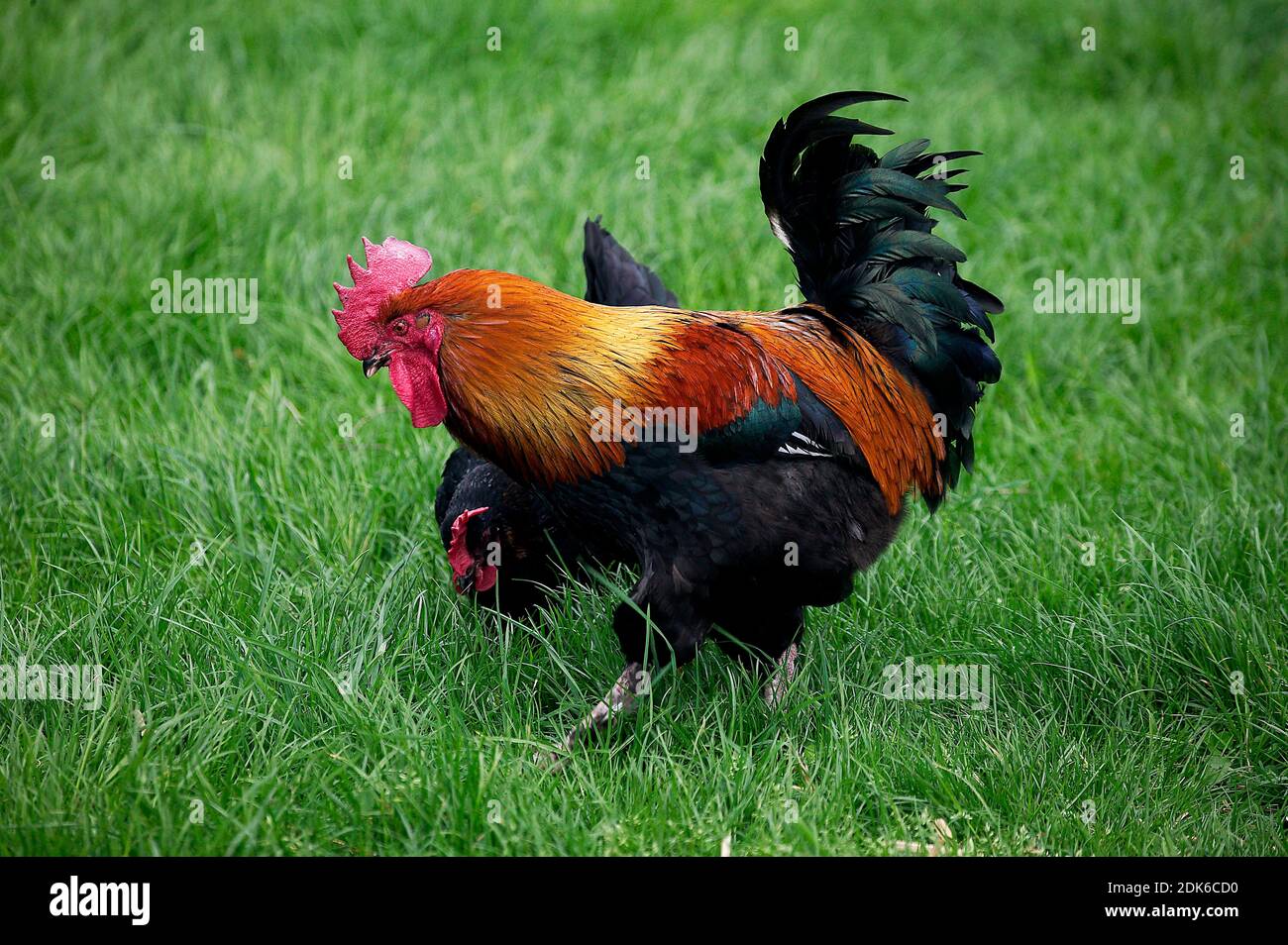 Domestic Chicken, Brown Red Marans Hen and Rooster, a French Breed ...