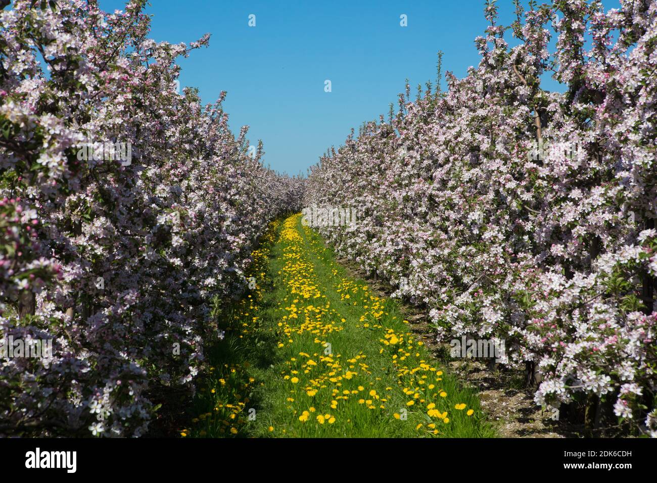 Altes Land. Obst / Apfelblüte. Anbaugebiet: Jork/ Mittelkirchen Stock ...