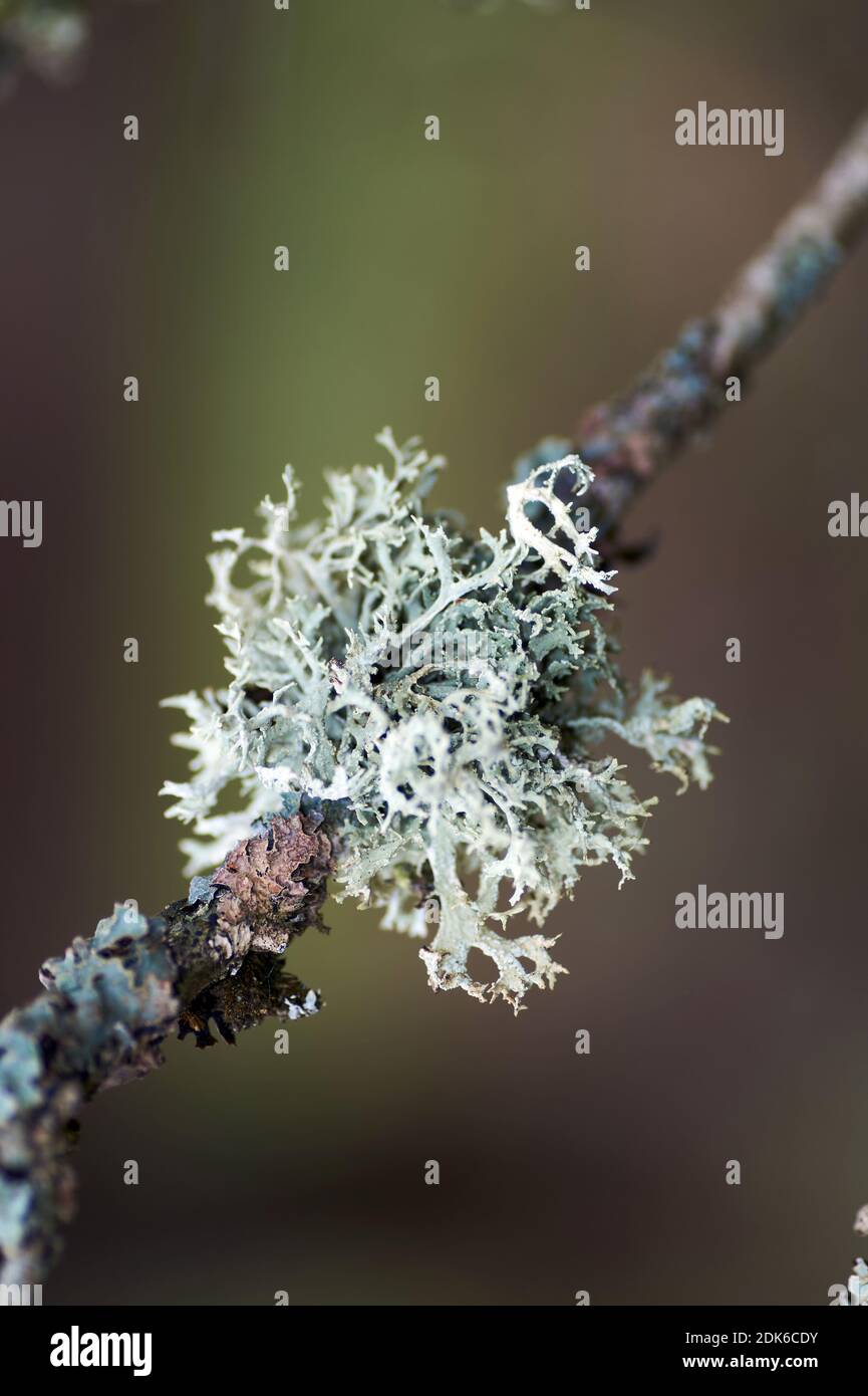 Rough speckled shield lichen Punctelia rudecta with blue-green foliose ...