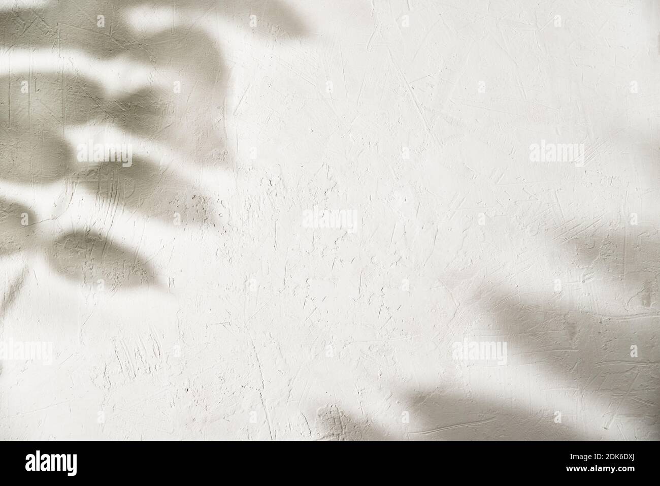 Leaf shadow on white background. Creative abstract background. Nature ...