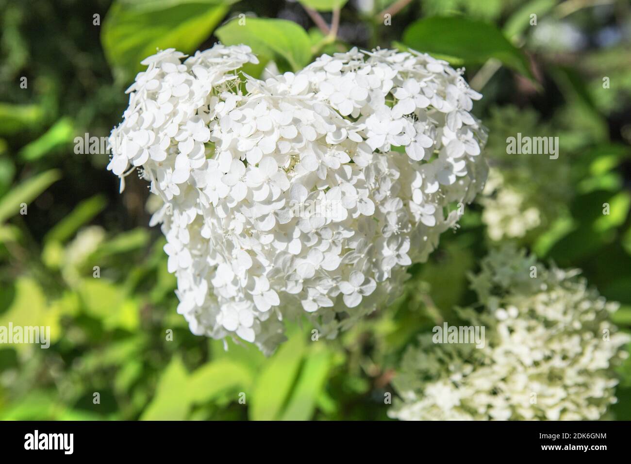 big bush of white blossoming hydrangea Stock Photo - Alamy