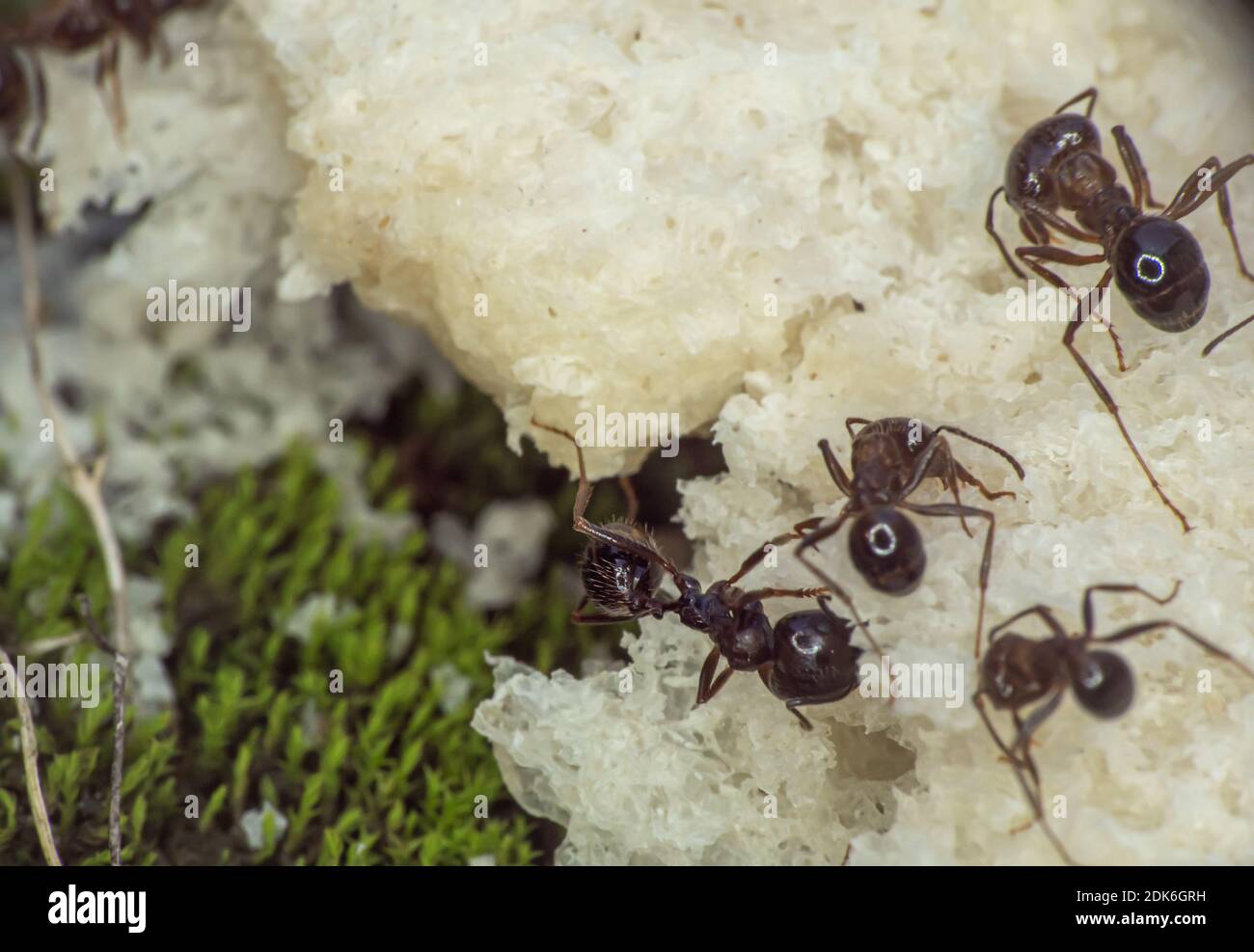 Many ants eat food hi-res stock photography and images - Alamy