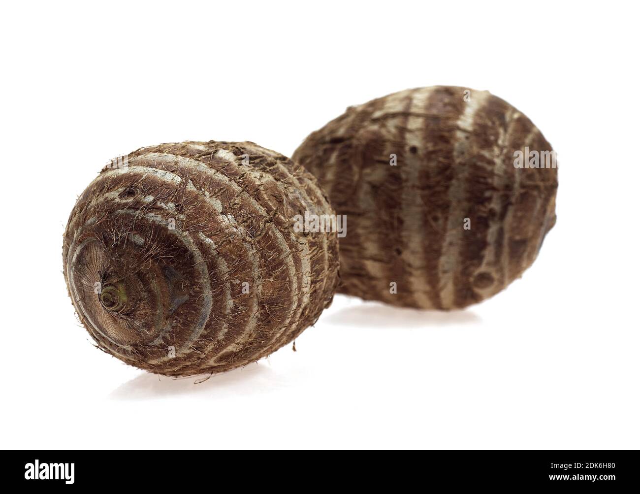 Eddo, Tuber of the Dasheen Plant, colocasia esculenta Stock Photo - Alamy