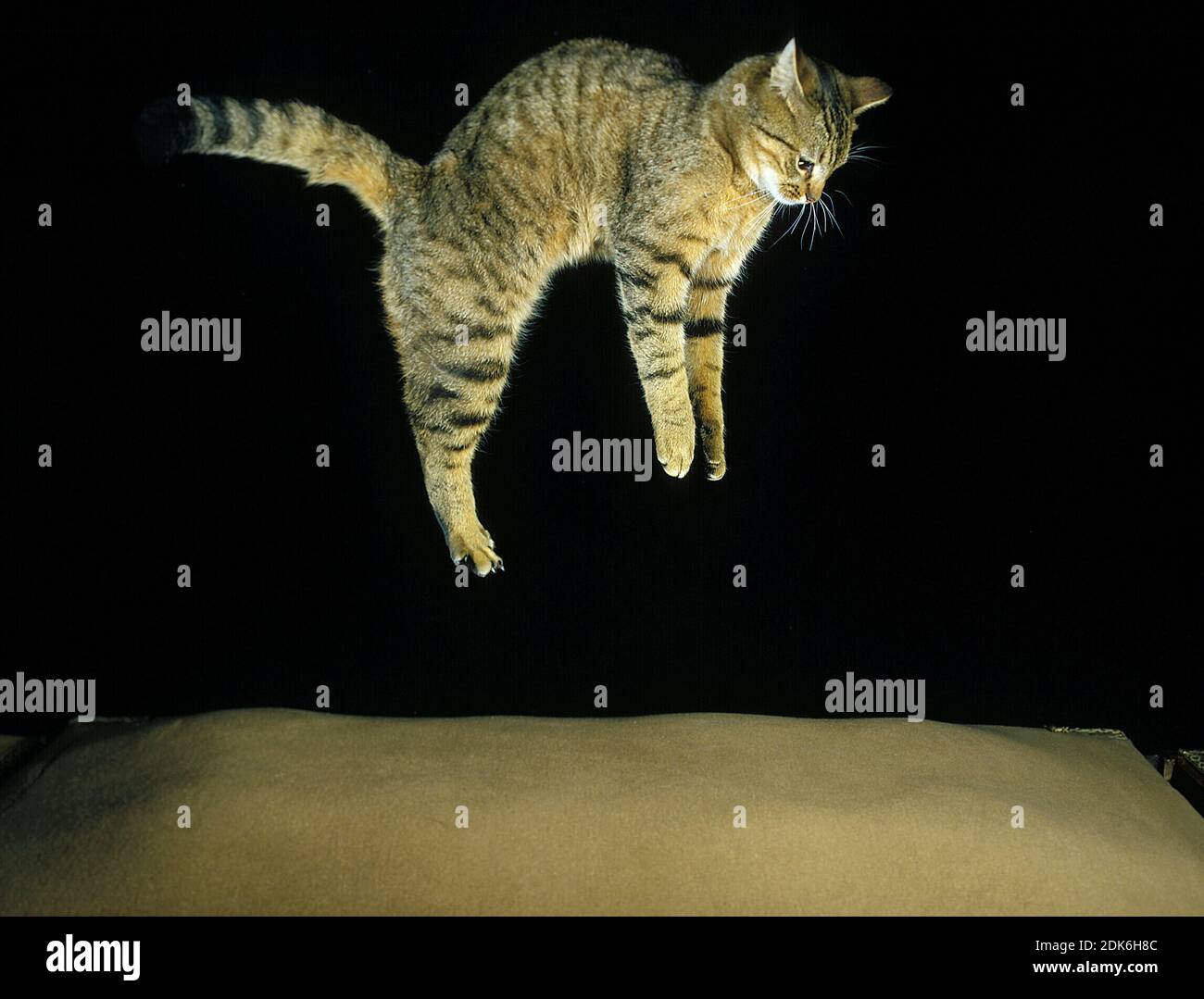 Domestic cat jumping cut out hi-res stock photography and images - Alamy