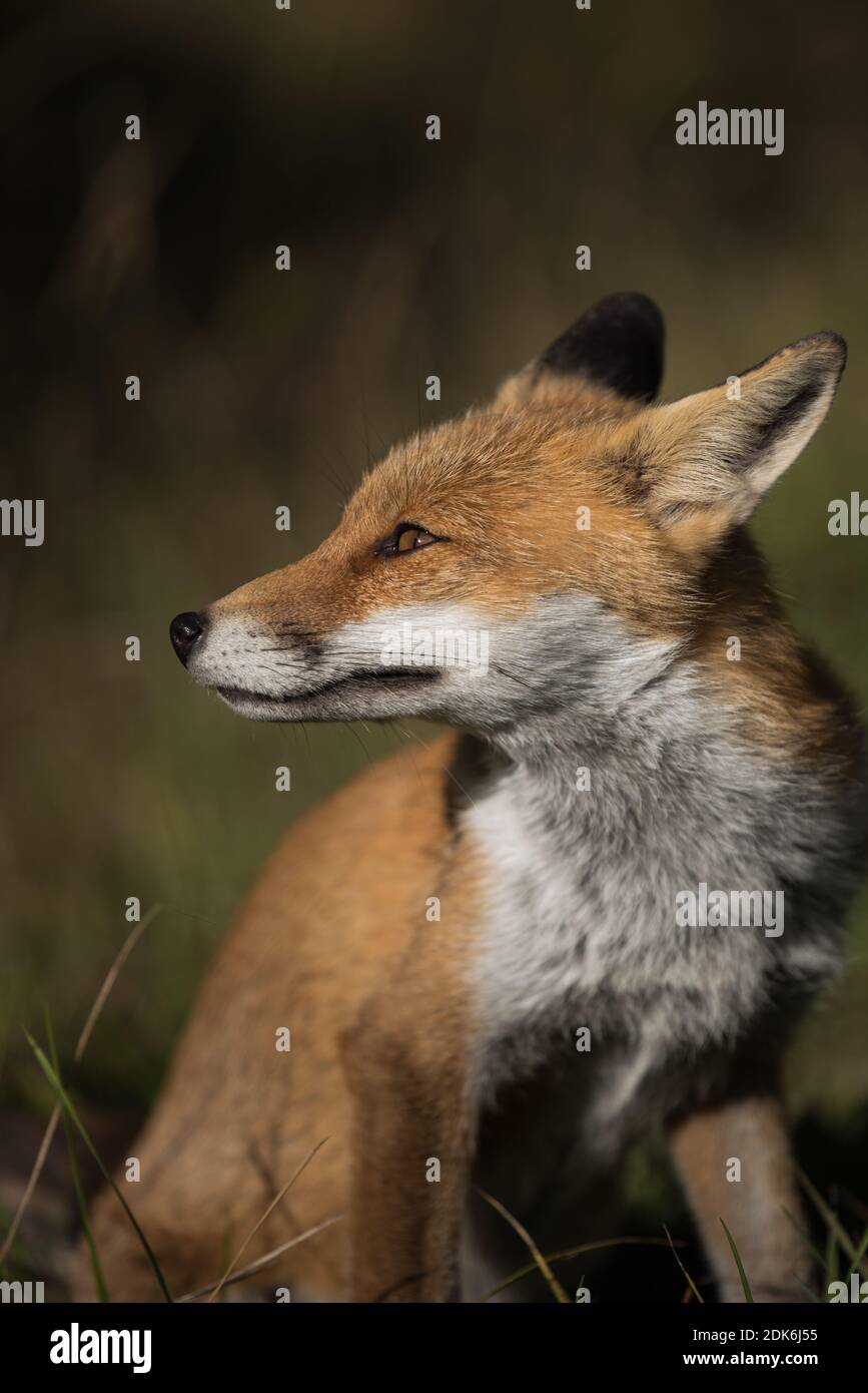 Red fox close up profile view hi-res stock photography and images - Alamy