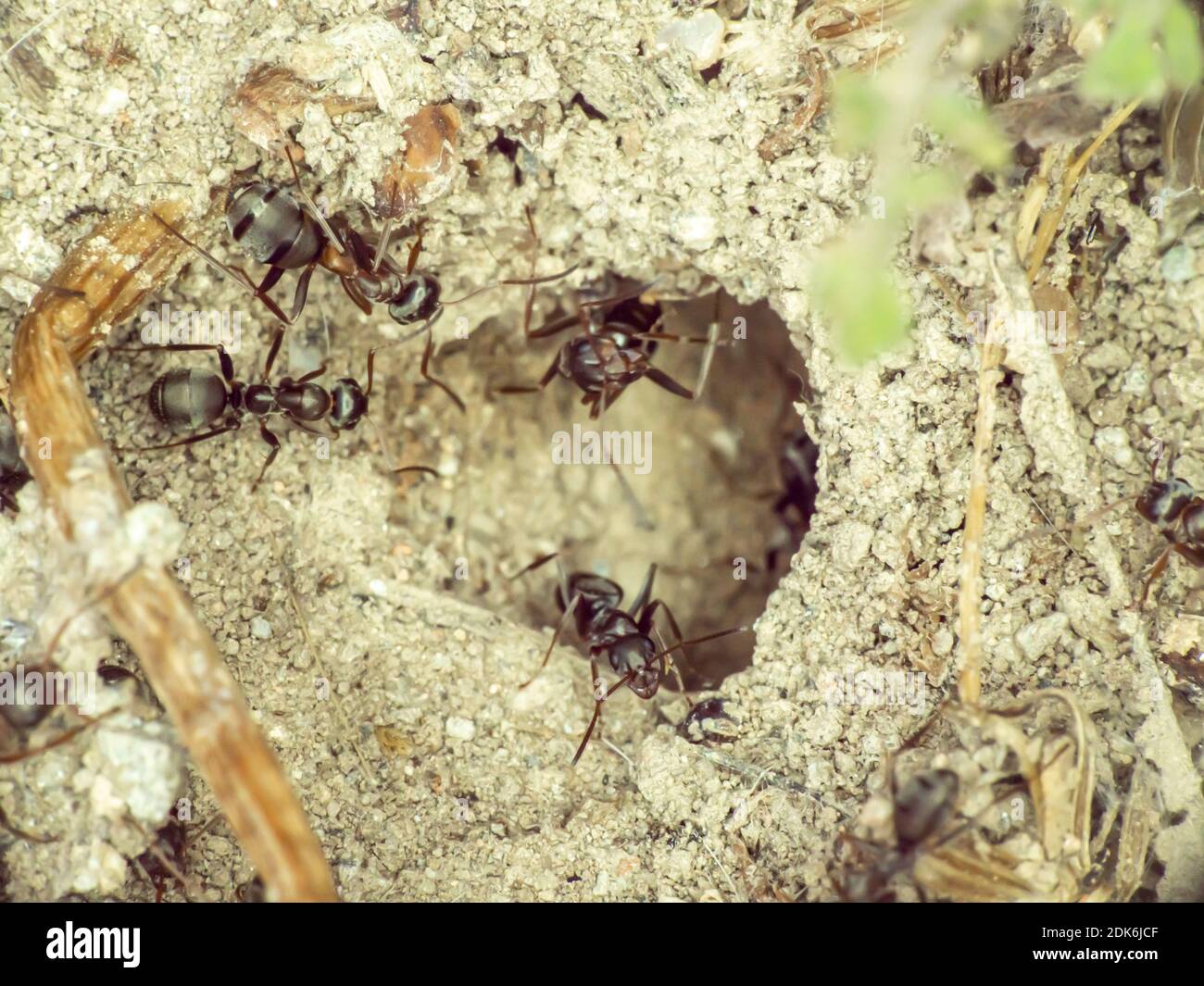 Group of ants on the ground close up Stock Photo - Alamy