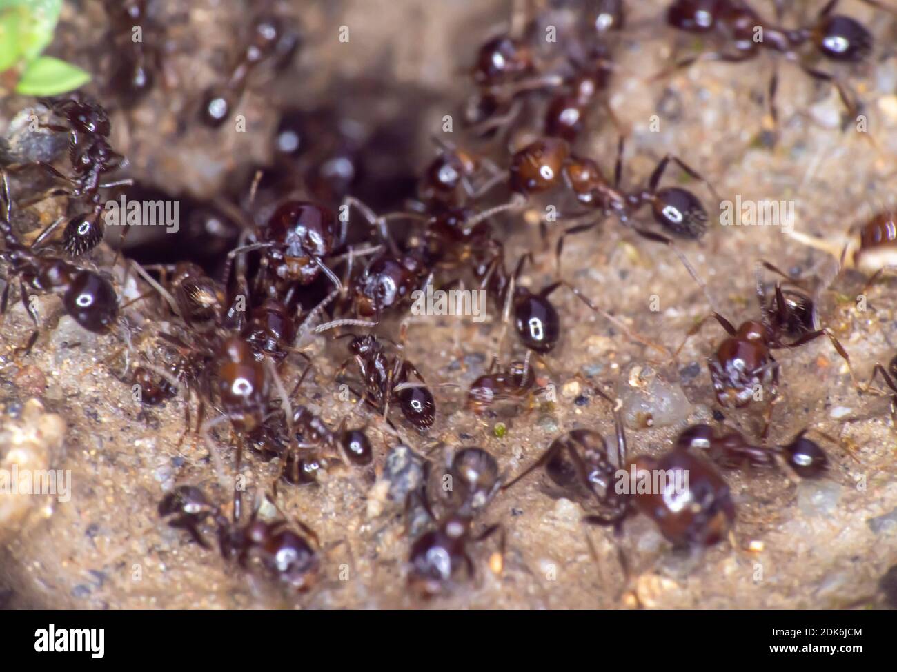 Group of ants on the ground close up Stock Photo - Alamy