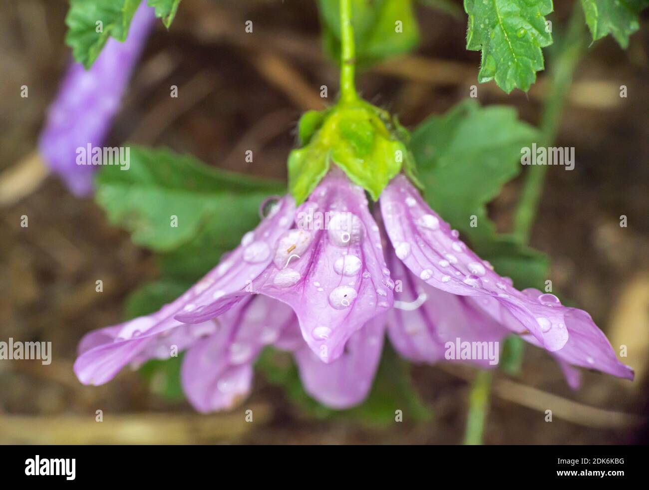 Purple flowers in the garden raindrop wet, macro Stock Photo - Alamy