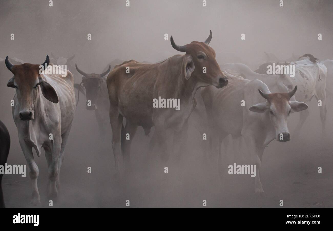 Dust cows farm hi-res stock photography and images - Alamy