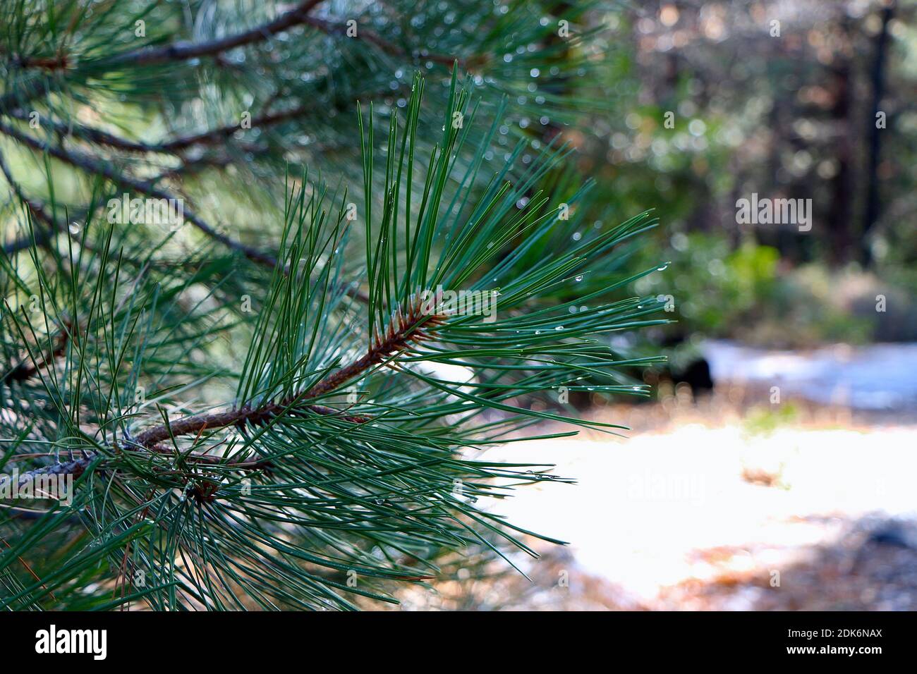 snowy views in northern california mountains Stock Photo - Alamy