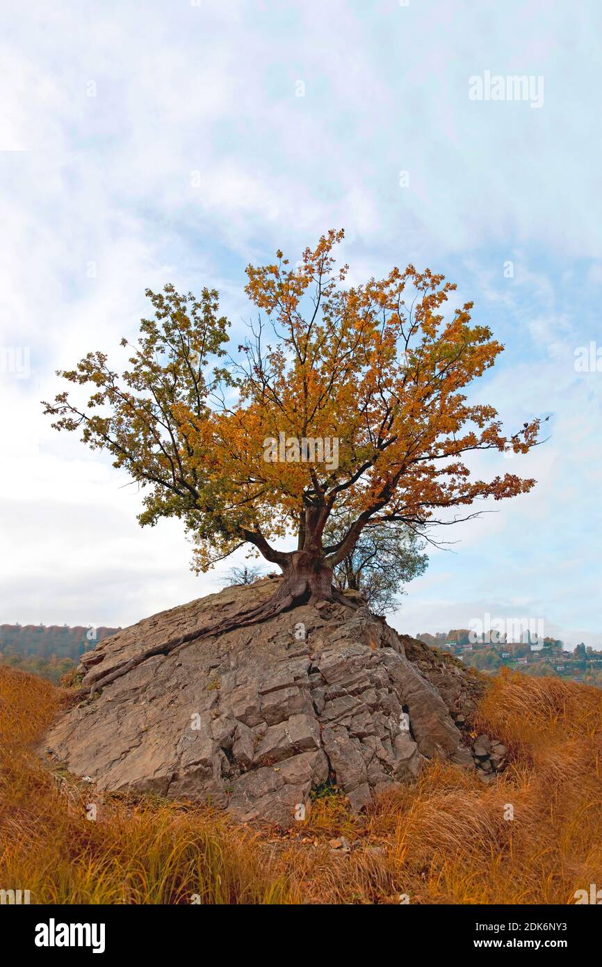 300 year old beech tree, Kellerwald in Hesse Stock Photo - Alamy