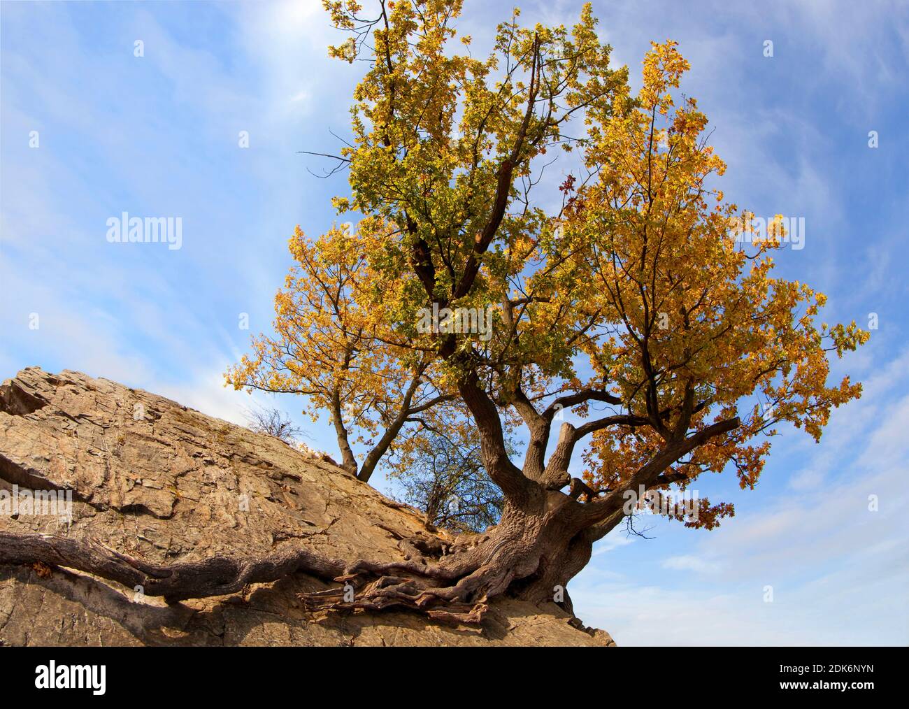 300 year old beech tree, Kellerwald in Hesse Stock Photo - Alamy