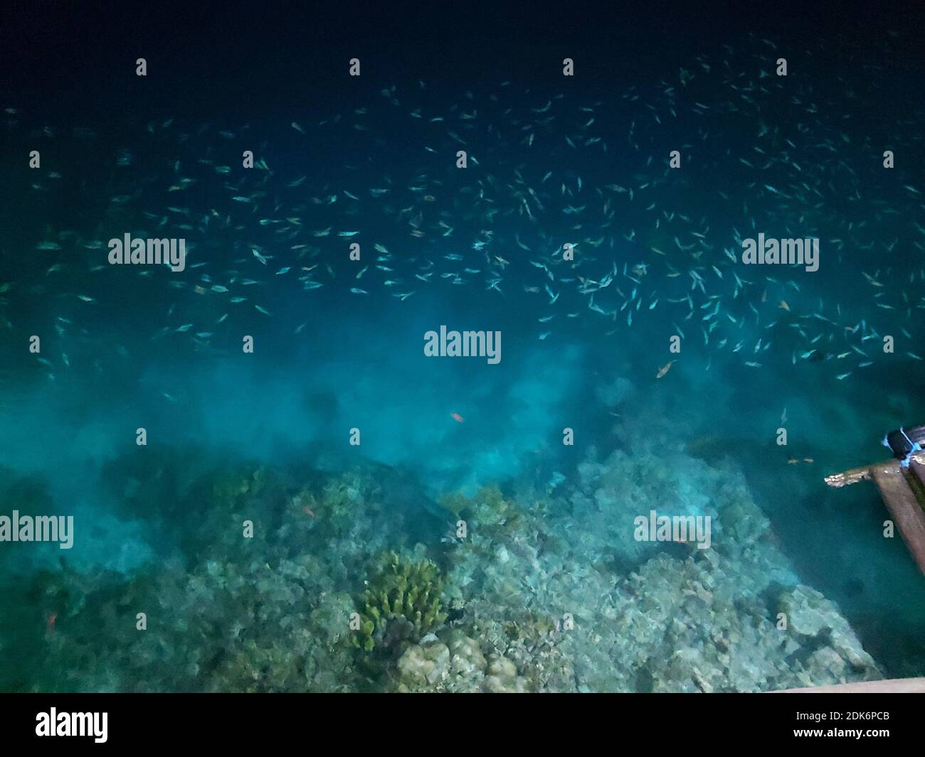 Maratua diving hi-res stock photography and images - Alamy