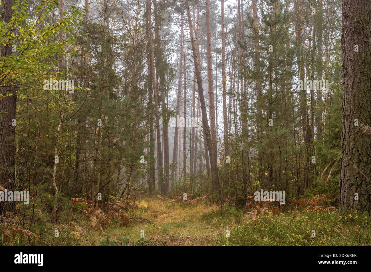 Beautiful shot tree in hi-res stock photography and images - Alamy